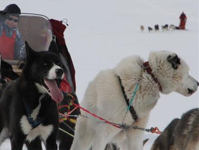 Activity providers - Visit Svalbard