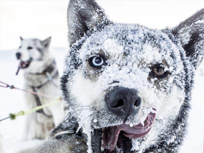 Welcome to the High Arctic of Svalbard! - Visit Svalbard