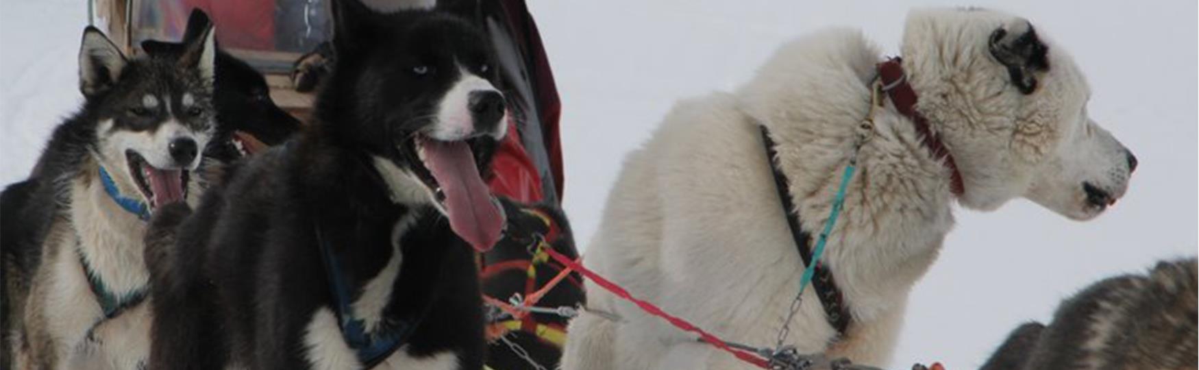 Arctic Husky Travellers