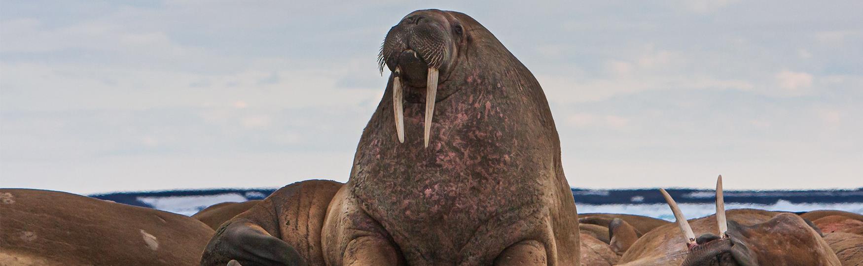 The walruses of Svalbard - Visit Svalbard
