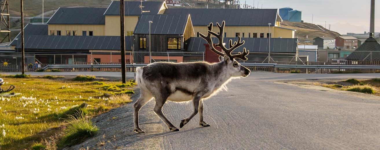 Welcome to the High Arctic of Svalbard! - Visit Svalbard
