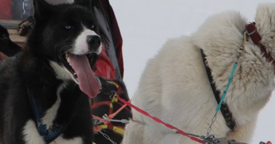 Arctic Husky Travellers