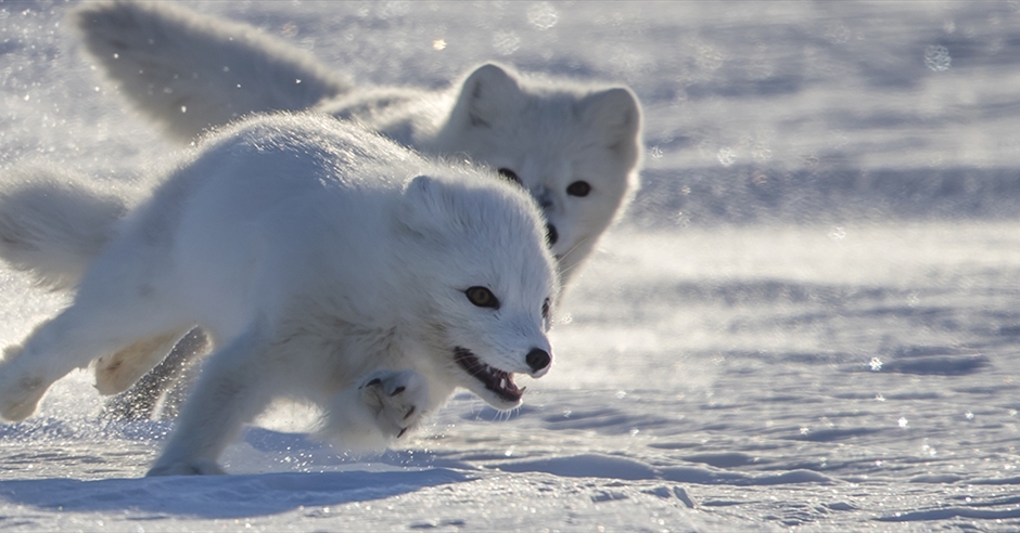 Welcome to the High Arctic of Svalbard! - Visit Svalbard