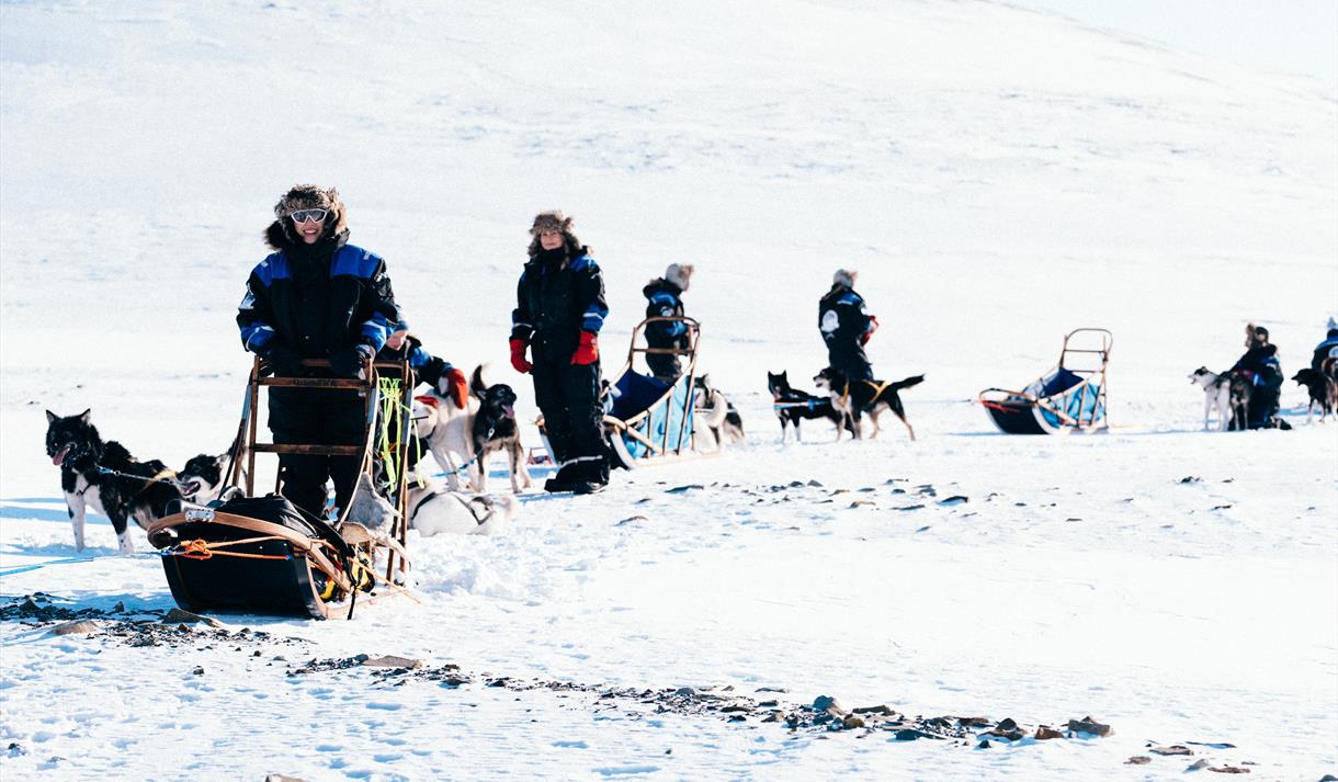 Arctic Dog Sledding - Svalbard Husky - Dog sledding in Longyearbyen ...
